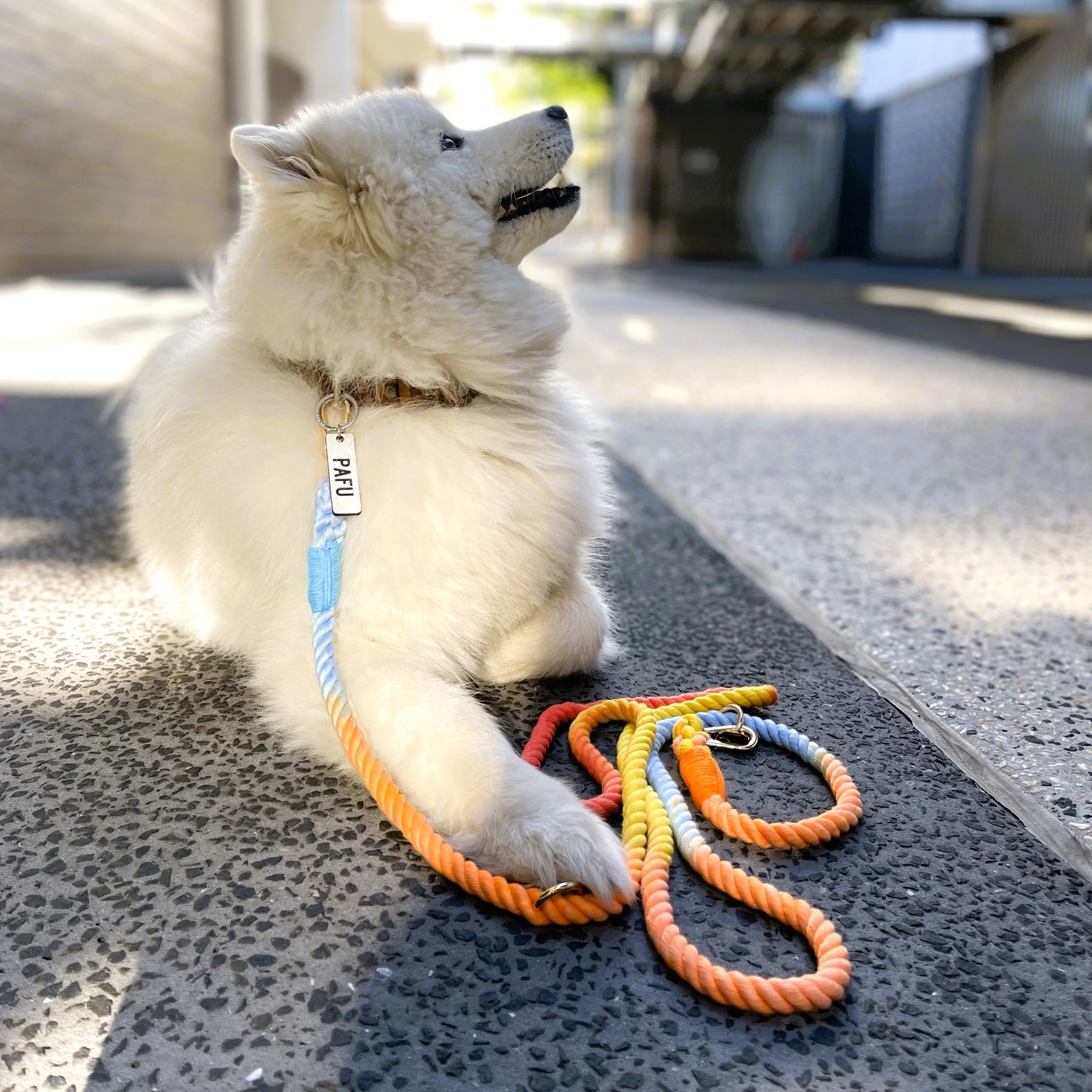 Friendly Mascots Rainbow rope lead 230cm – FriendlyMascots